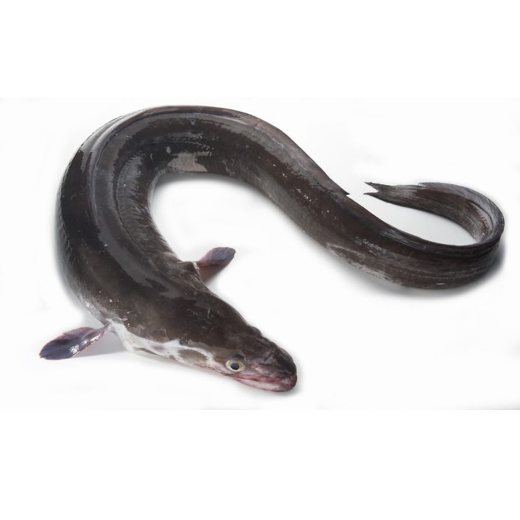 Safio Inteiro c/c - BAROSA Congelados | Manuel de Sousa Barosa, Lda.